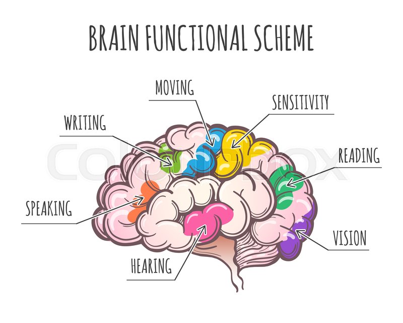 Functional Areas of the Human Brain. ... | Stock vector | Colourbox
