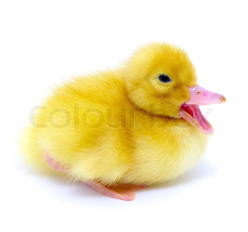 Small yellow duck | Stock image | Colourbox