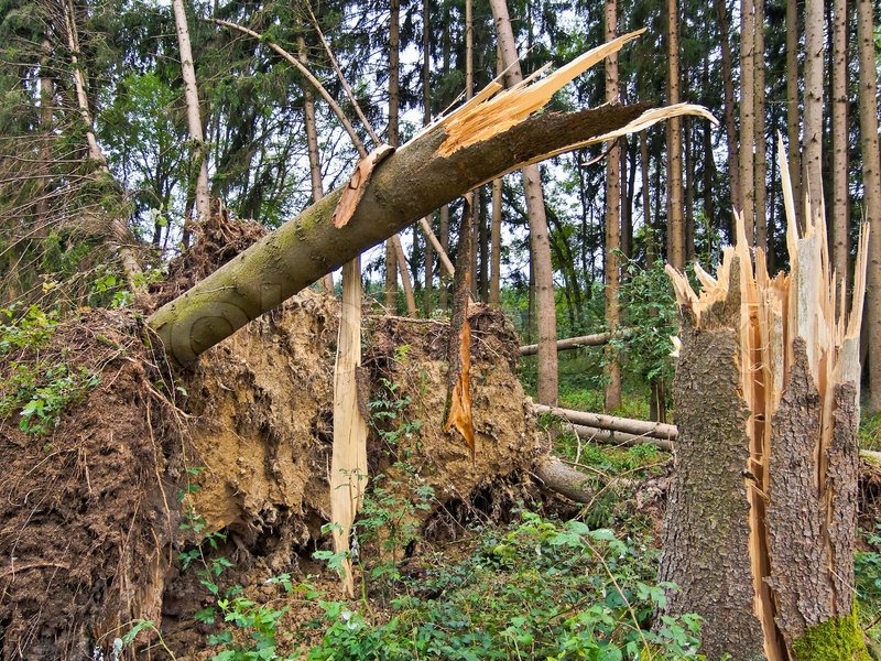 Storm damage trees in the forest after ... | Stock image | Colourbox