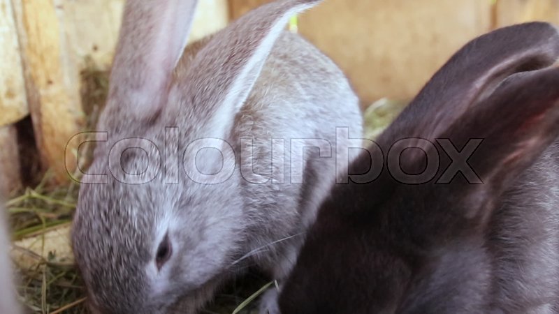 Close-up of gray and black rabbits ... | Stock video | Colourbox