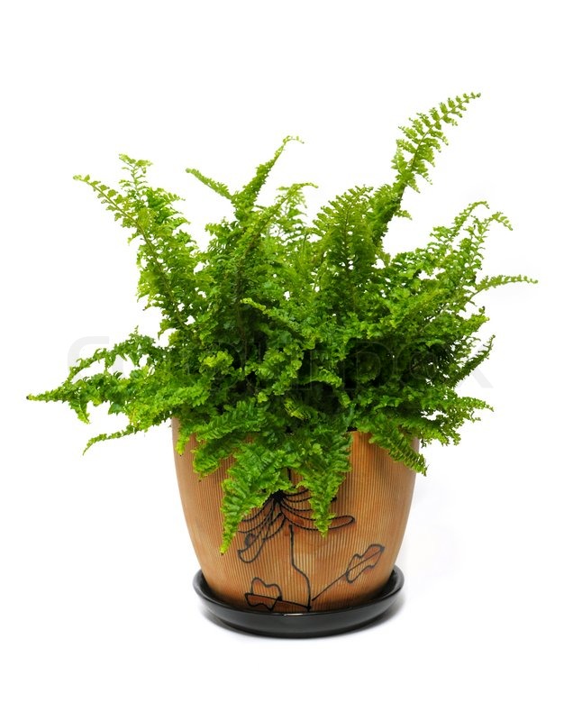 Fern in a brown pot isolated on white background | Stock Photo | Colourbox