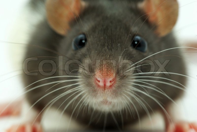 A rat looks at you | Stock image | Colourbox