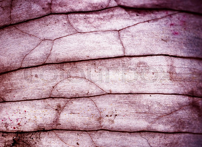 Microscopic close up of some tissue | Stock image | Colourbox