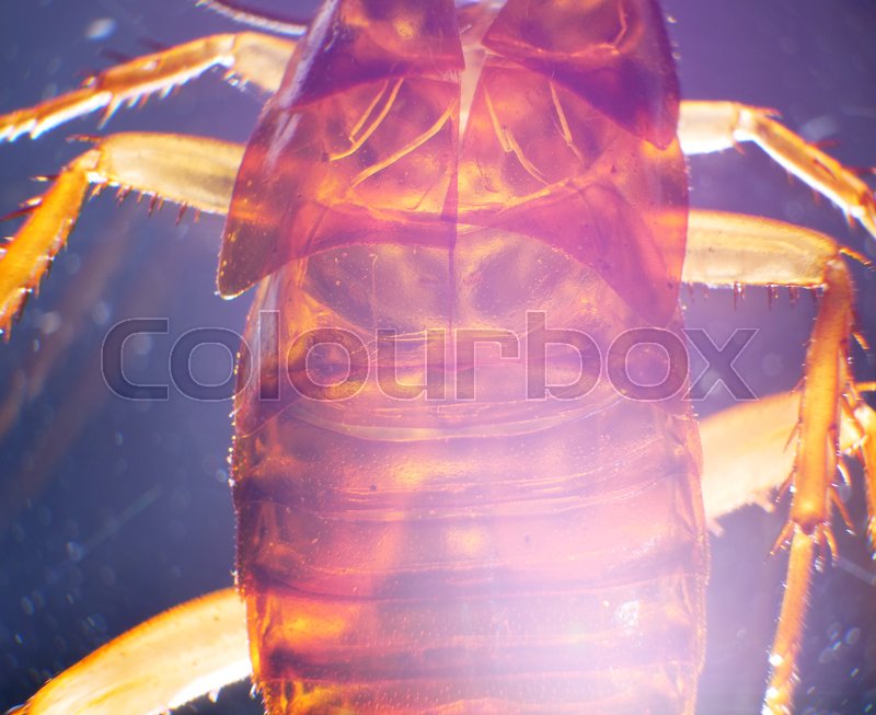 Macro close up of a cockroach insect ... | Stock image | Colourbox