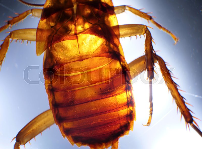 Macro close up of a cockroach insect ... | Stock image | Colourbox