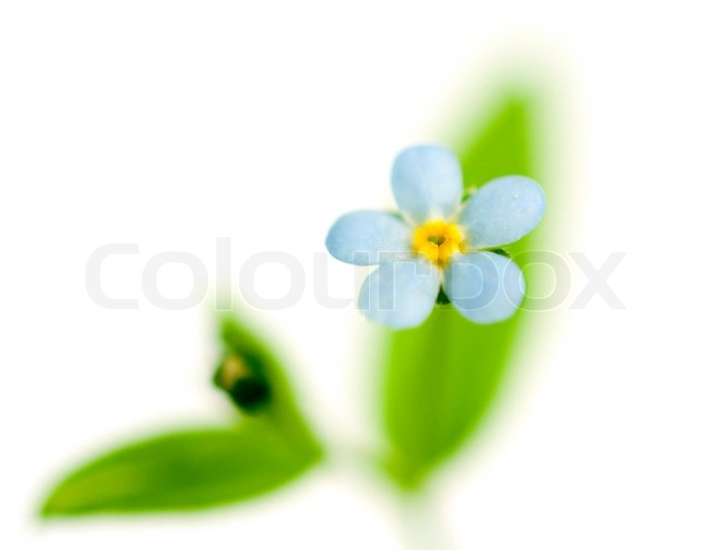 Forget-me-not single flower isolated on ... | Stock image | Colourbox