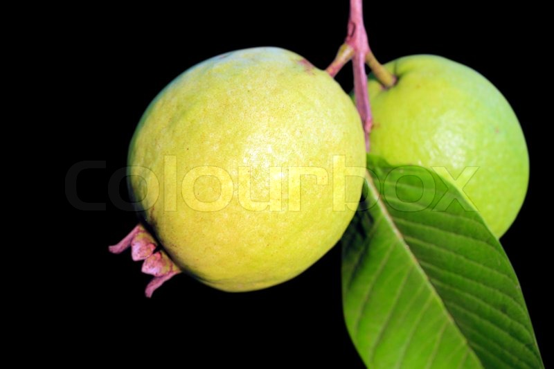 Ripe guava or apple guavapsidium ... | Stock image | Colourbox