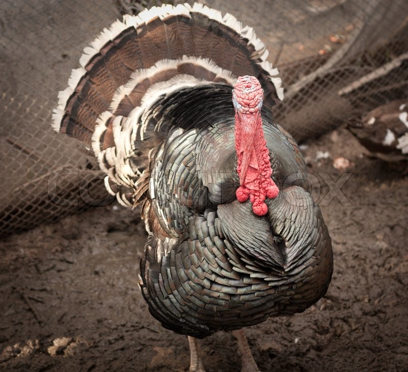 Turkey on the farm | Stock image | Colourbox