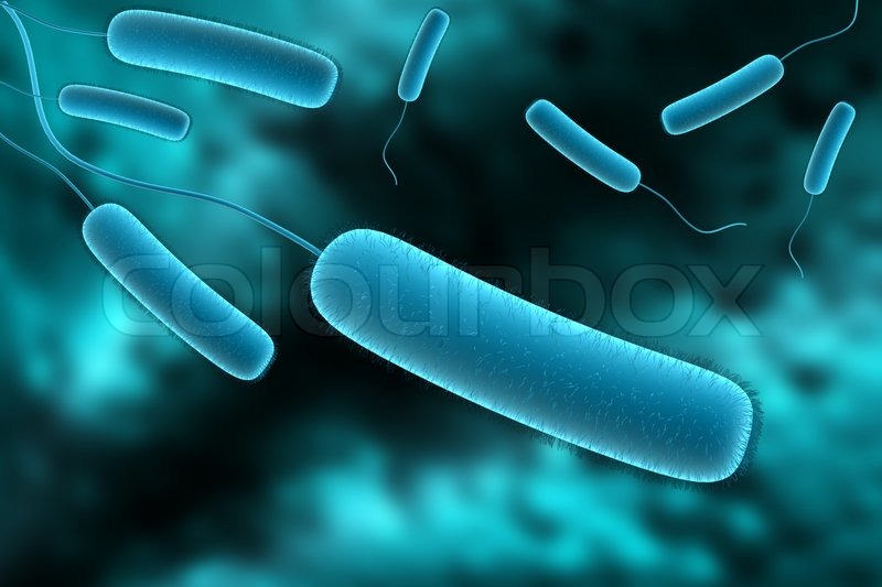Coli bacteria | Stock image | Colourbox