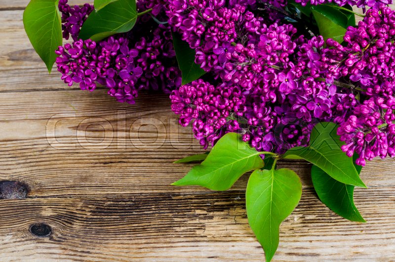 Beautiful lilac on old vintage wooden ... | Stock image | Colourbox