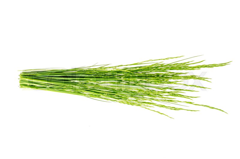 Bunch of wild green field grass ... | Stock image | Colourbox