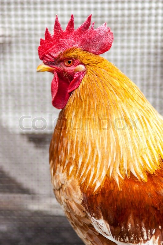 Hahn | Stock Bild | Colourbox