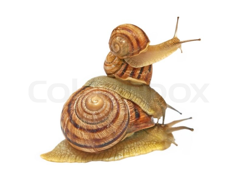Three snails | Stock image | Colourbox