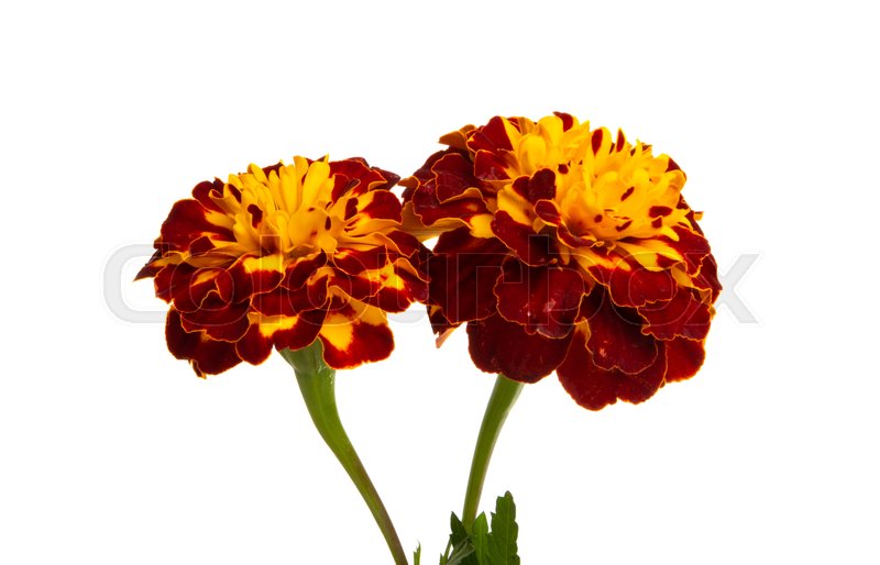 Marigolds isolated on white background | Stock image | Colourbox