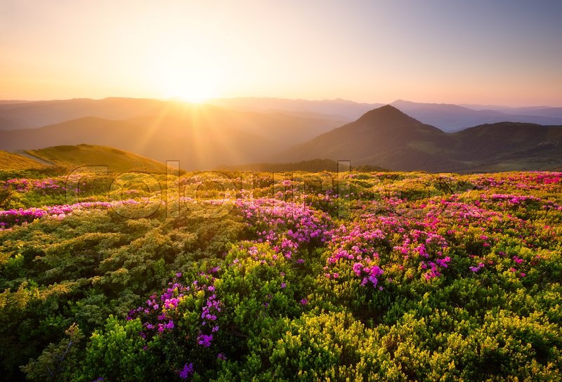 Sunrise Over Flowers