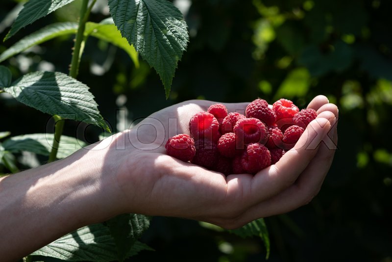 Raspberry harvest in rural garden. A ... | Stock image | Colourbox