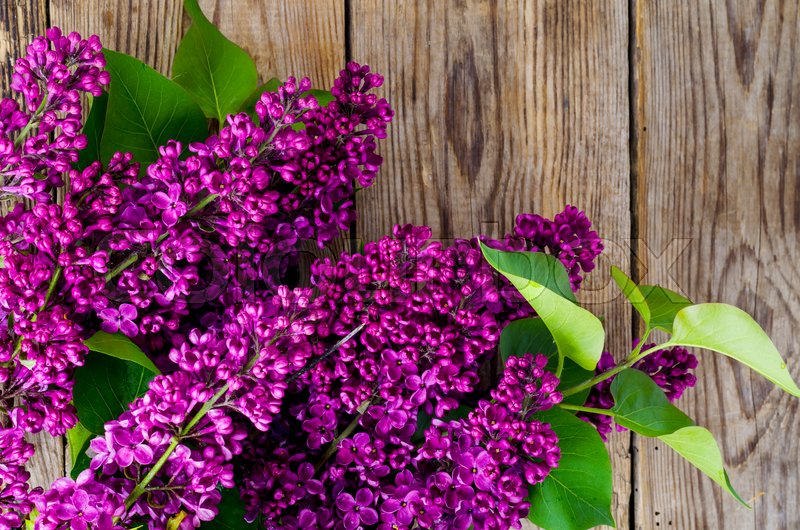 Beautiful lilac on old vintage wooden ... | Stock image | Colourbox