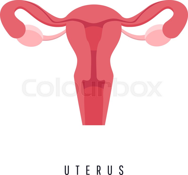 The Female Reproductive System Stock Vector