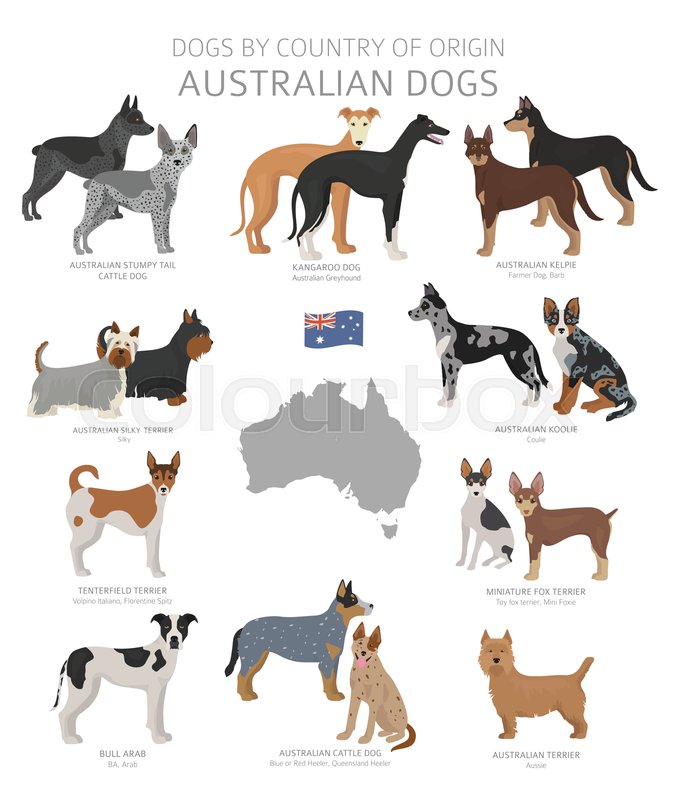 Herding Dog Breed Chart