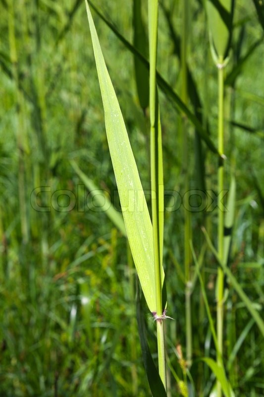 Reed leaves in the background | Stock image | Colourbox