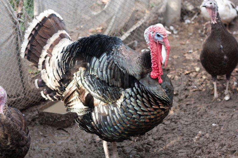 Turkey on the farm | Stock image | Colourbox