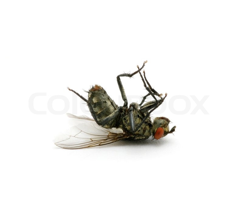 Dead fly | Stock image | Colourbox