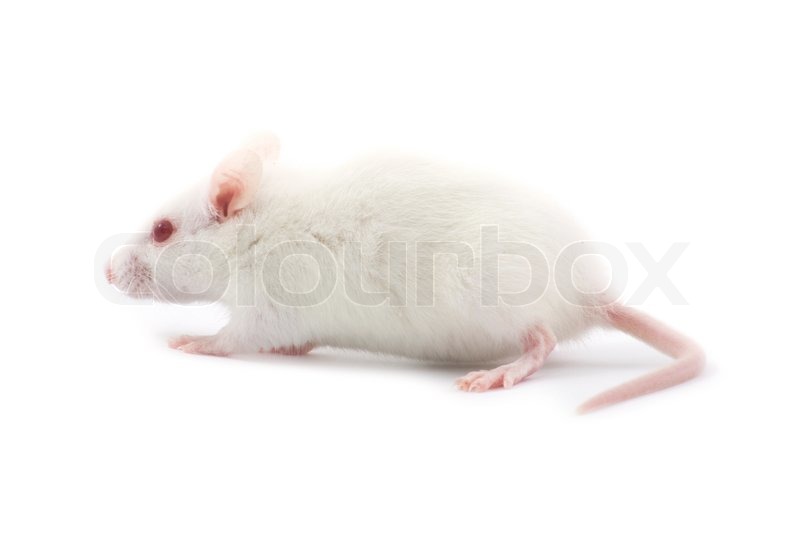 Weiße Ratte | Stock Bild | Colourbox