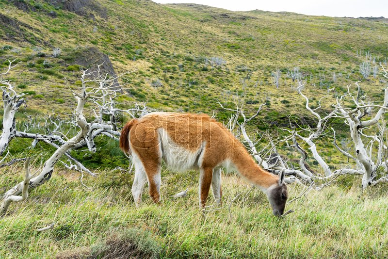 Adorable guanaco wild nature animal ... | Stock image | Colourbox