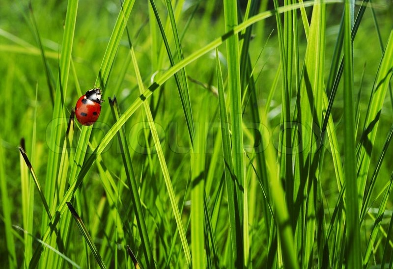 Ladybug in grass | Stock image | Colourbox