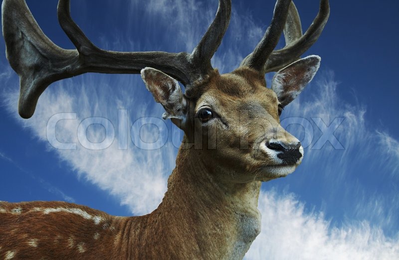 Spotty deer on blue | Stock image | Colourbox