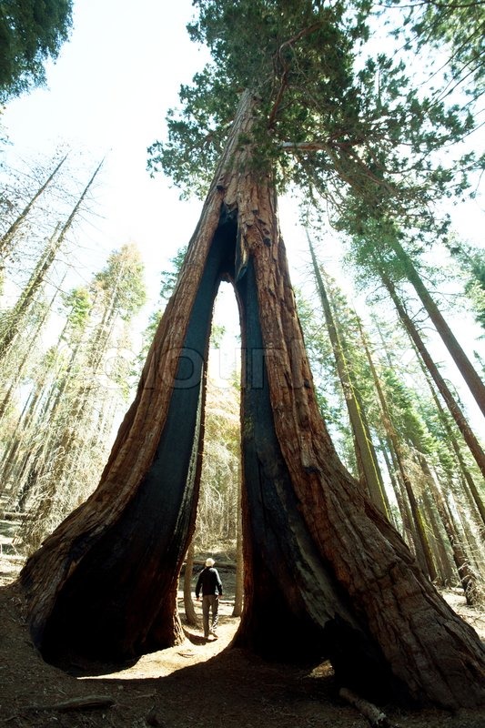 Sequoia forest | Stock image | Colourbox