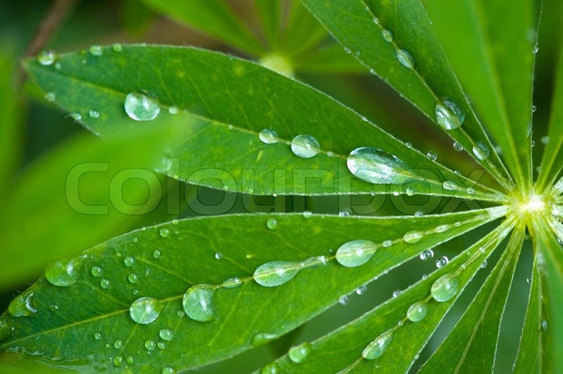 Object, nature, natural | Stock Photo | Colourbox