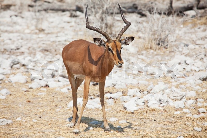 Antelope | Stock Photo | Colourbox