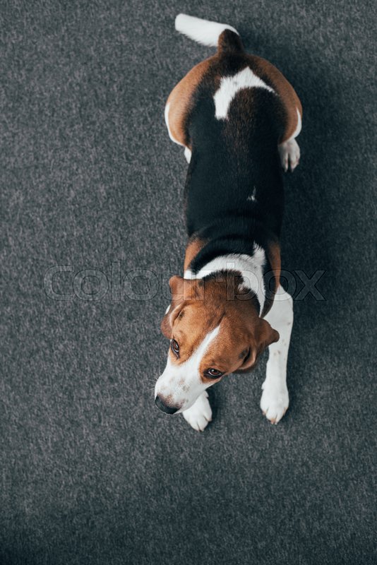 Top view of adorable beagle dog lying ... | Stock image | Colourbox