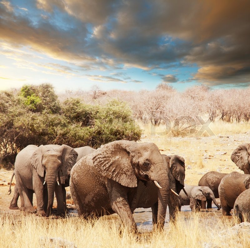 Elephants | Stock image | Colourbox