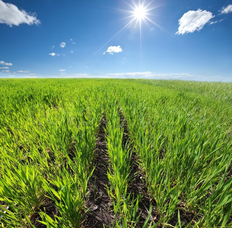 Field | Stock Photo | Colourbox