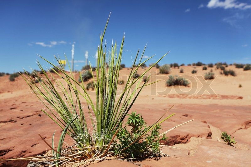 Grass in desert | Stock image | Colourbox