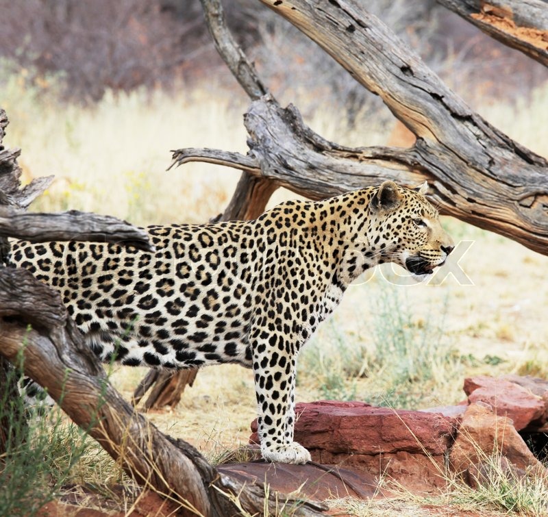 Leopard | Stock image | Colourbox