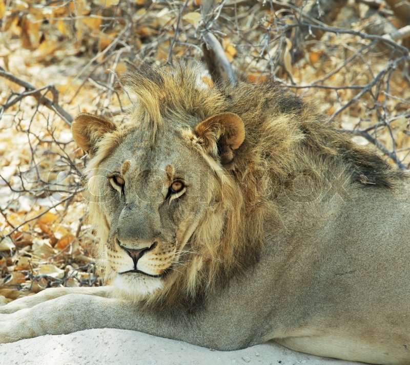 Lion closeup | Stock image | Colourbox