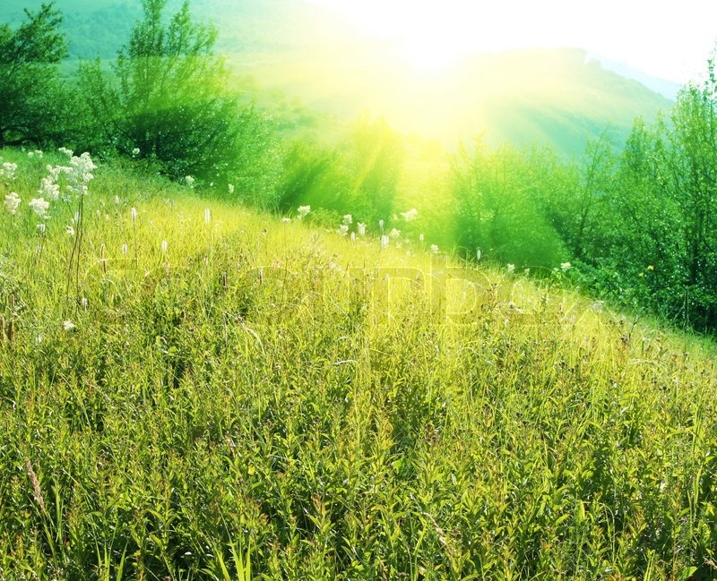 Meadow | Stock image | Colourbox