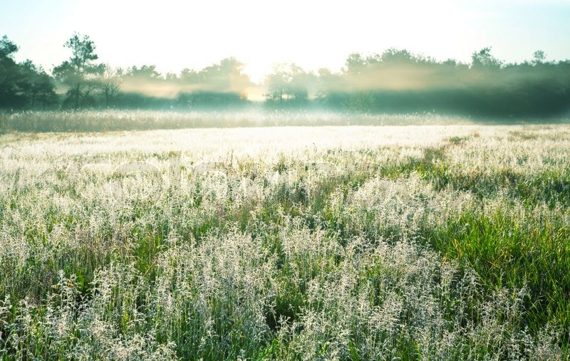 Morning meadow | Stock image | Colourbox