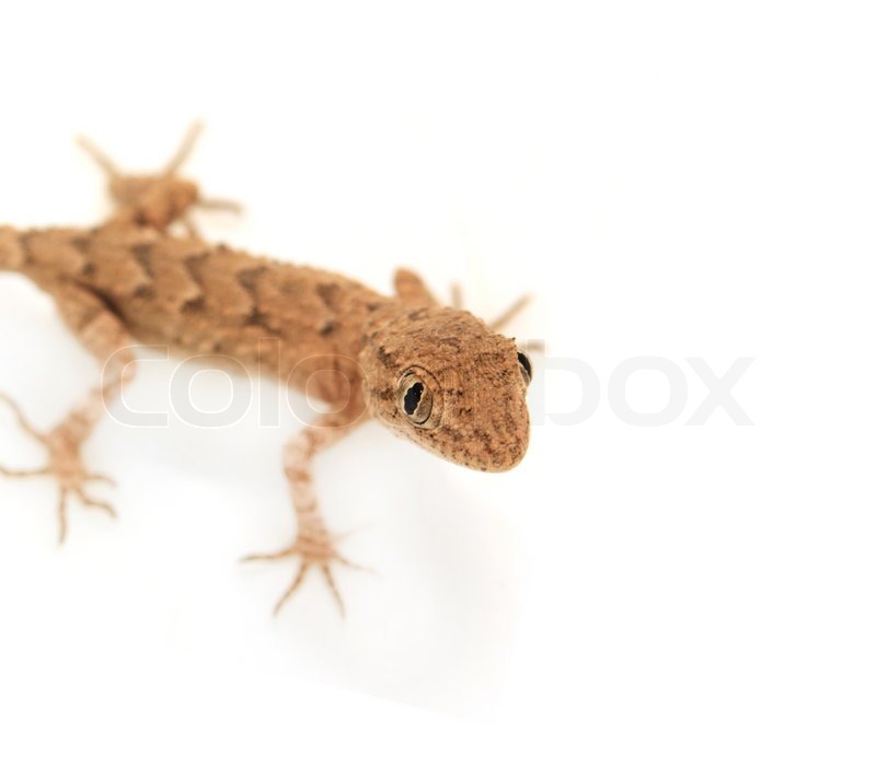 Brown spotted gecko reptile isolated on ... | Stock image | Colourbox