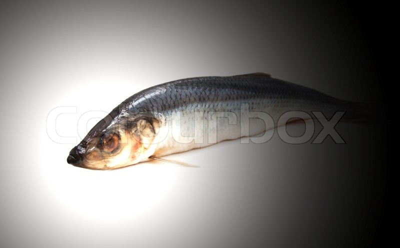 Fresh herring fish | Stock image | Colourbox