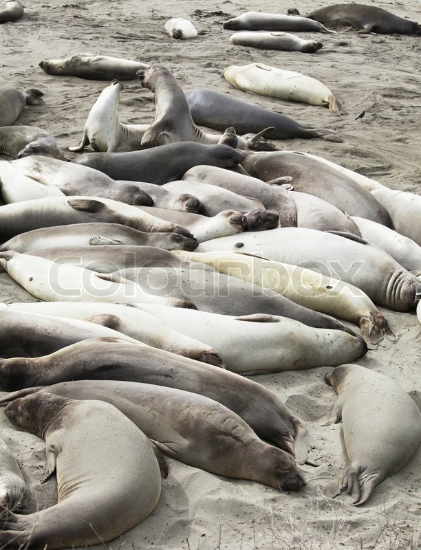 Sea elephant | Stock image | Colourbox