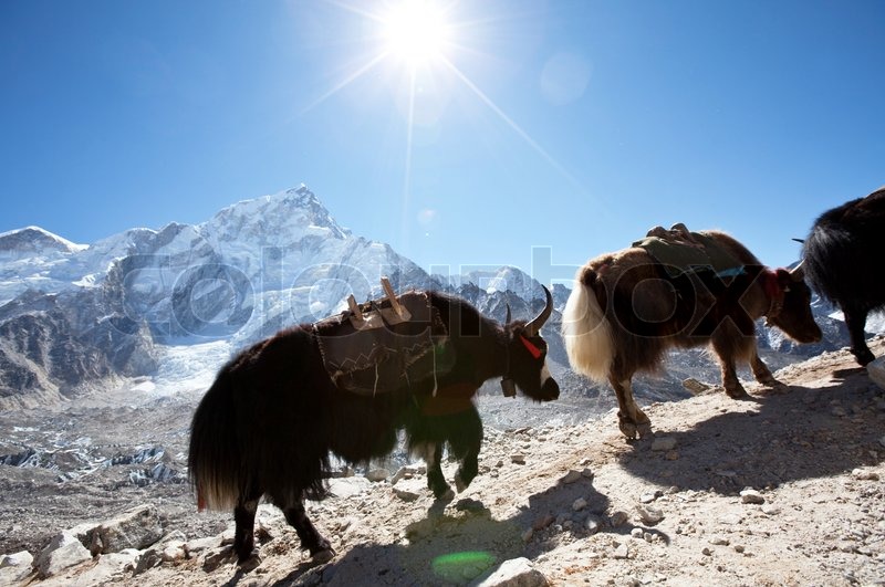 Yak | Stock image | Colourbox