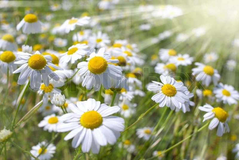 Field of daisies | Stock image | Colourbox