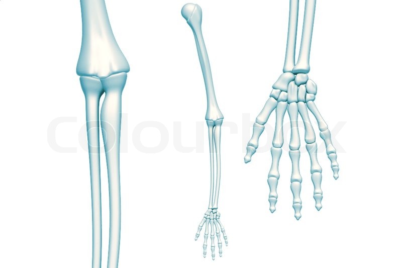 Skeleton Right Arm