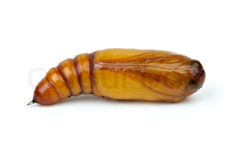 Brown chrysalis close-up | Stock image | Colourbox