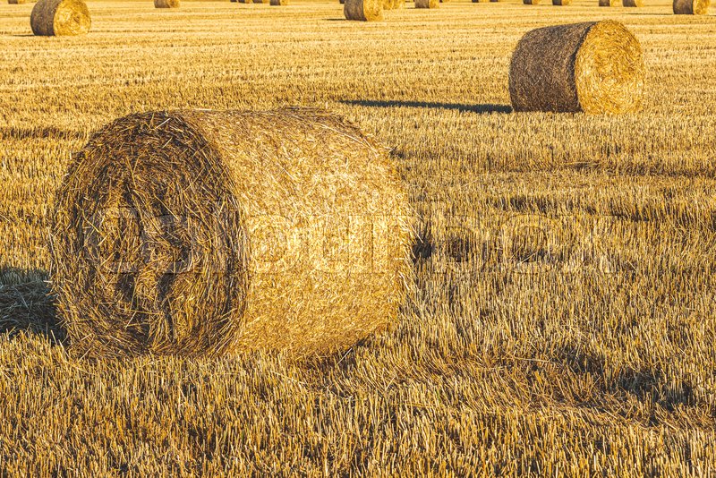 Hay bail harvesting in golden field ... | Stock image | Colourbox