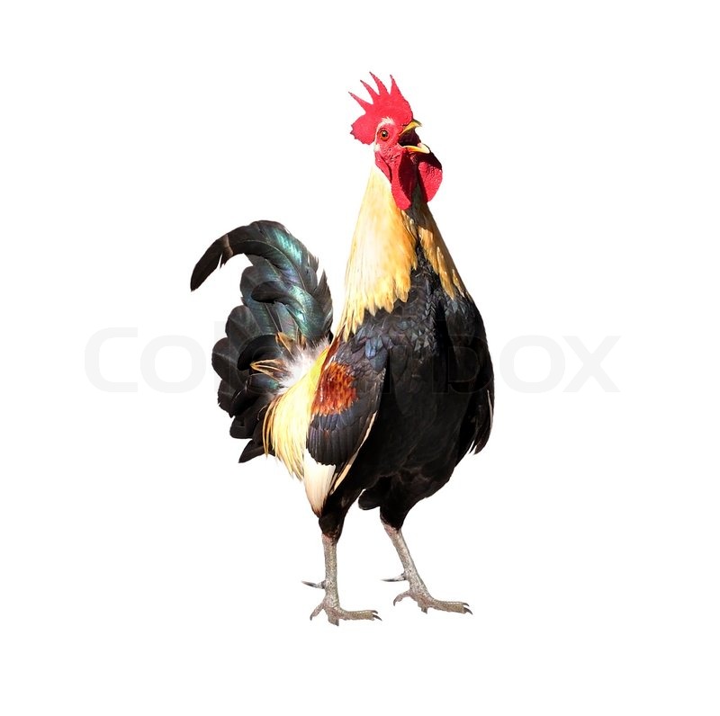 Bunte Hahn | Stock Bild | Colourbox